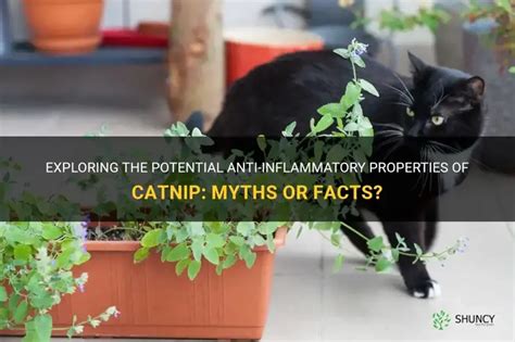 Exploring The Potential Anti Inflammatory Properties Of Catnip Myths Or Facts Shuncy