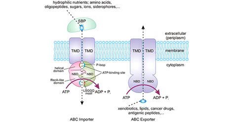 Atp Binding Cassette Transporters Transport Machine In Living Organisms Cusabio