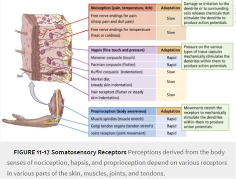 114 Somatosensory System Receptors And Pathways Flashcards Quizlet