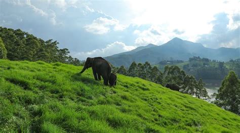 Kerala Bounces Back After Floods Records Highest Tourist Footfall In 24 Years India News