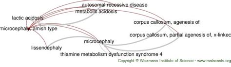 Microcephaly Amish Type Disease Malacards Research Articles Drugs Genes Clinical Trials