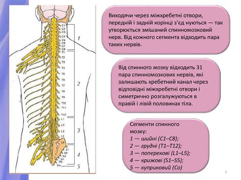 Центральна нервова система людини Спинний мозок презентация онлайн