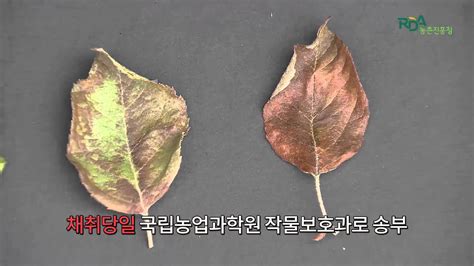 농촌진흥청 사과와 배나무의 적 화상병 예방과 방제요령 Youtube