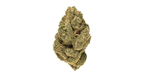 Candy Jack Cannabis Strain Information Growdiaries