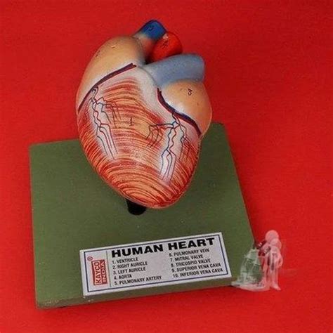 Heart Modle At ₹ 65000 Heart Models Id 2850509518448