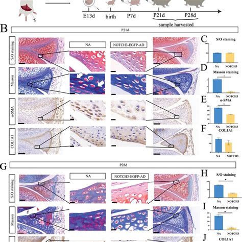 Heterogenicity Of Meniscus Cells And Spatiotemporal Characterization Of