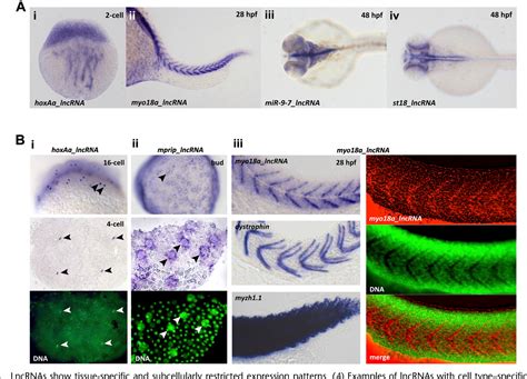 Figure 1 From During Zebrafish Embryogenesis Systematic Identification