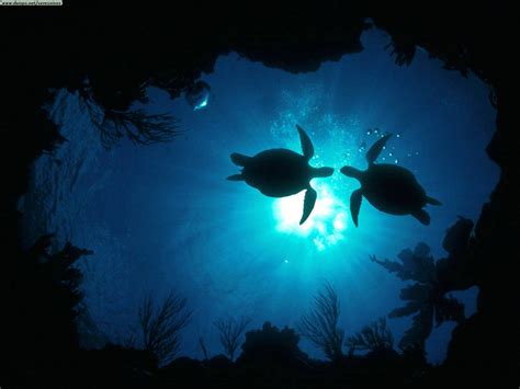 Sea Turtle Background Images At Matilda Howard Blog