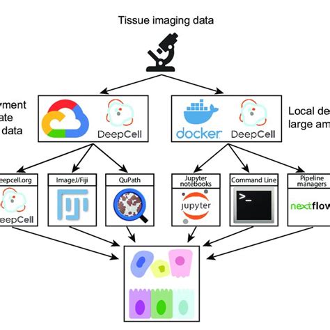 PDF Whole Cell Segmentation Of Tissue Images With Human Level Performance Using Large Scale