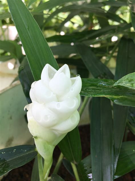 Zingiber Southerntropical