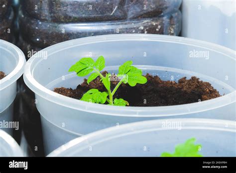 Growing Genetically Pure Products Non Gmo Food 100natural Product