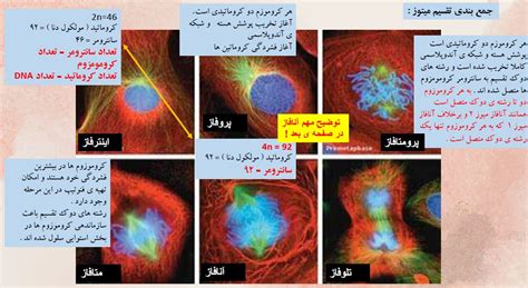 بررسی مفاهیم و نکات اصلی میتوز و سیتوکینز ملیکا کلانتری