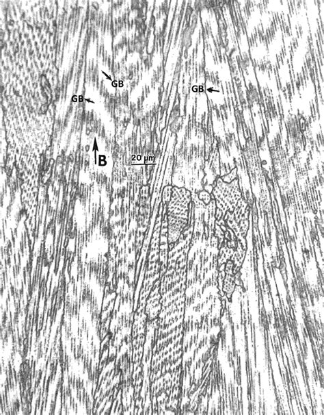 Vertical Z Axis Section View Corresponding To Fig 10 Showing Columns Download Scientific