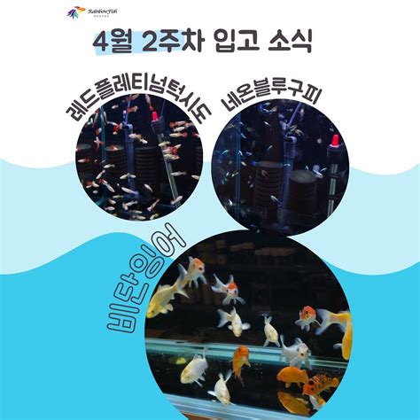 레인보우피쉬 매주 목~금요일 게시글로 확인해주세요~~ ⠀ 구피 물생활입문 어항세팅 이색선물