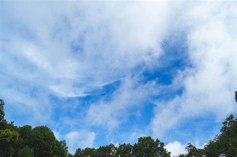 구름이 있는 푸른 하늘 나무와 나뭇잎 배경 또는 배너 자연 벽지 녹색 잎 녹지 햇빛이 있는 파노라마 푸른 하늘 복사 공간으로