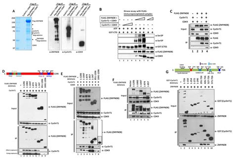 Zmynd8 Directly Interacts With P Tefb Complex To Form Minimal Download Scientific Diagram