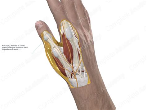 Interphalangeal Joint