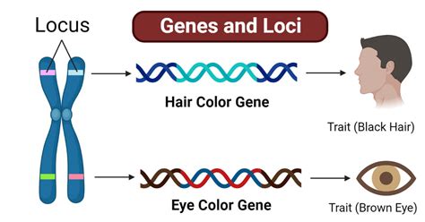 Gene Vs Allele Definition And 11 Key Differences
