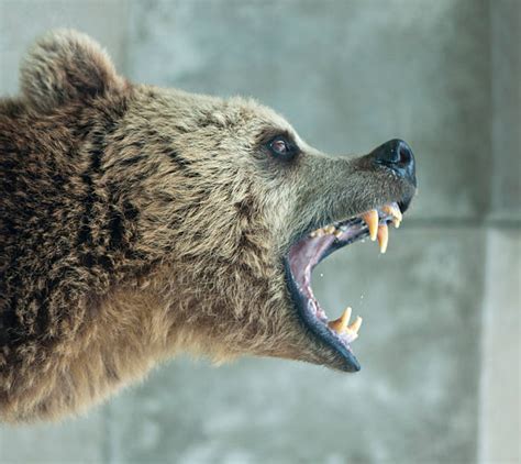 Bear Profile Angry