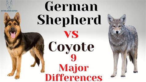 German Shepherd Vs Coyote