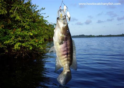 How To Catch Rainbow Bass Guapote