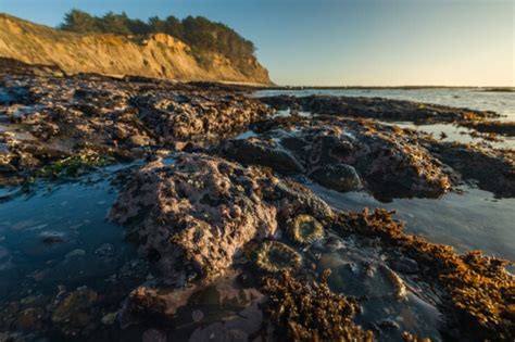 What Is A Tide Pool