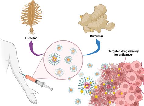 Development And Characterization Of Folic Acid‐decorated Fucoidan‐poloxamer 407 Self‐assembled
