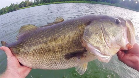 Bass Fishing For Giant Bass Youtube