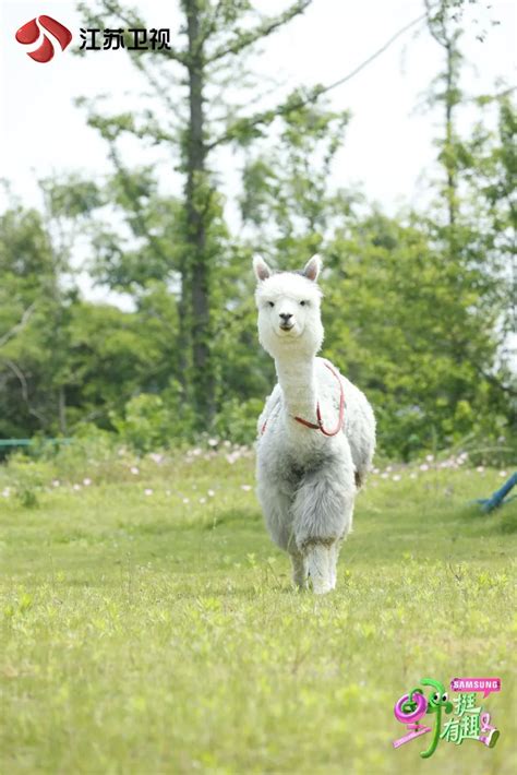你的六一儿童节礼物来了！小野哥官宣《野挺有趣》定档腾讯新闻
