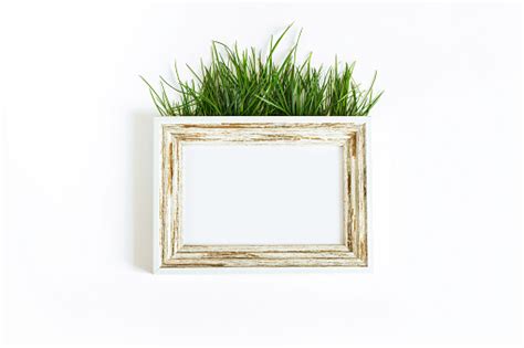 빈 나무 사진 프레임과 흰색 배경에 고립 된 신선한 녹색 잔디 공간을 복사합니다 상단 보기 플랫 레이 0명에 대한 스톡 사진 및 기타 이미지 Istock