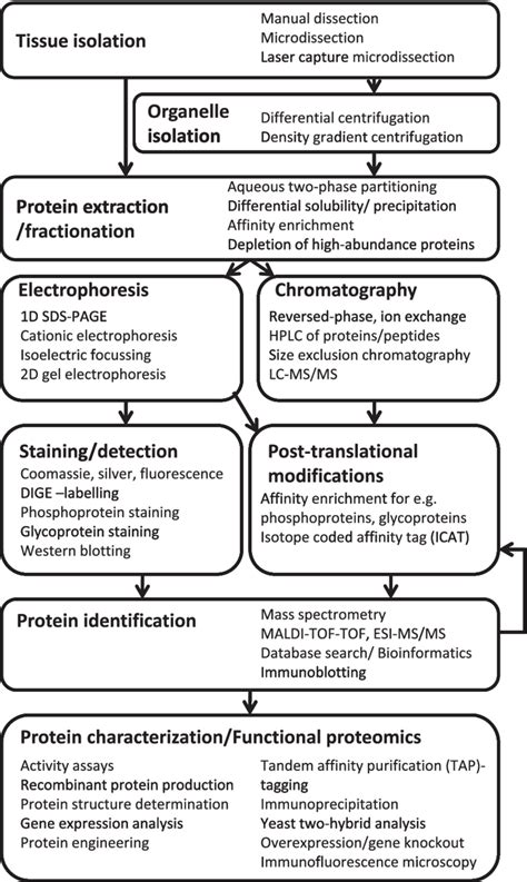 Experimental Proteomics Workflow The Classical Proteomics Workflow Is
