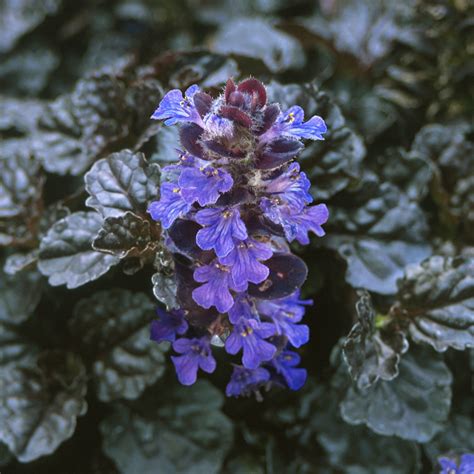 Ajuga Reptans Binblasca Black Scallop Kiefer Nursery Trees
