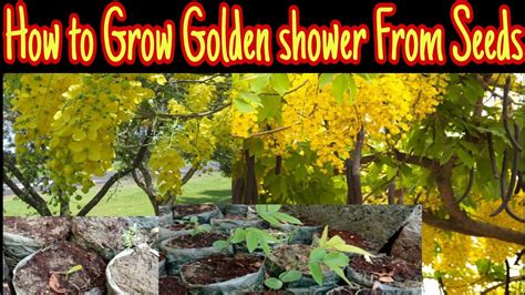 How To Grow Golden Shower Tree From Seeds Growing Cassia Fistula