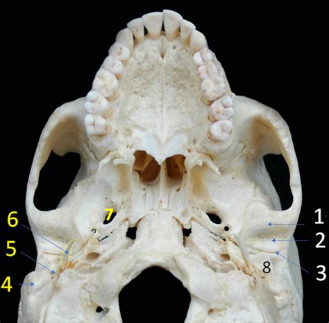 Skull Base Inferior 4 Diagram Quizlet