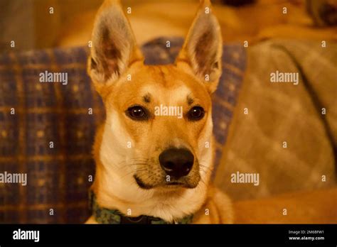 Stare Dog