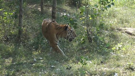 Tiger Object Detection Dataset And Pre Trained Model By Tiger