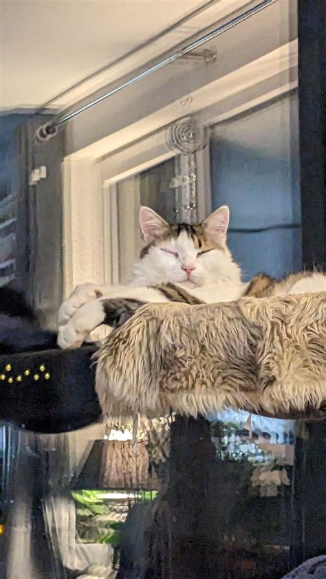 Happy Kitty Sleepy Kitty Purr Purr Purr R Cat