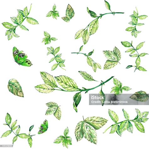 스케치 스타일의 수채화 요소 세트입니다 나뭇잎과 꽃과 밝은 민트입니다 차 세트 엽서와 디자인을 위해 수채화에 대한 스톡 벡터 아트 및 기타 이미지 Istock