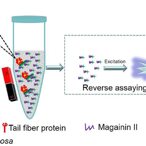 Schematic Illustration Of Rap For P Aeruginosa Detection Download Scientific Diagram