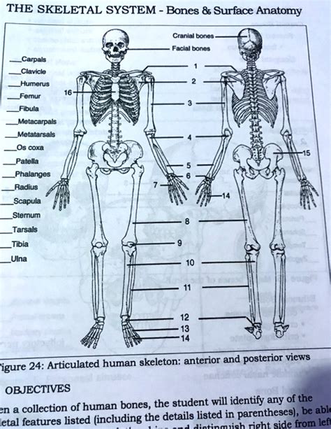 The Skeletal System Bones Surface Anatomy Carpals Clavicle Cranial Bones Facial Bones 1