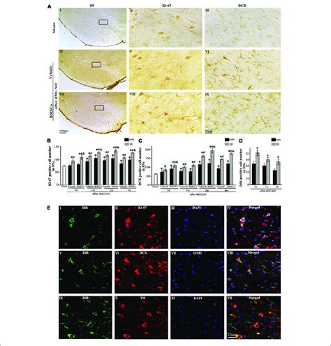 The Proliferation And Differentiation Of Bmscs In Snc After Dmcao