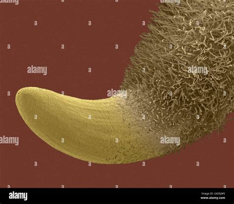 Radish Seed Germination Raphanus Sativus Coloured Scanning Electron Micrograph SEM Root
