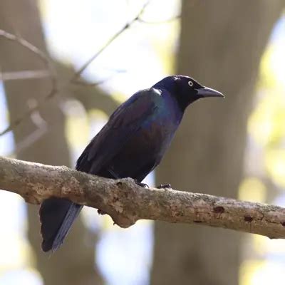 Grackles In Central Florida Florida Wildlife Trappers