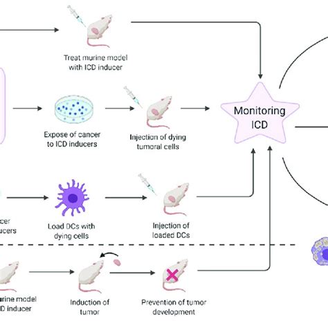 Schematic Protocols To Monitor ICD In TME Download Scientific Diagram