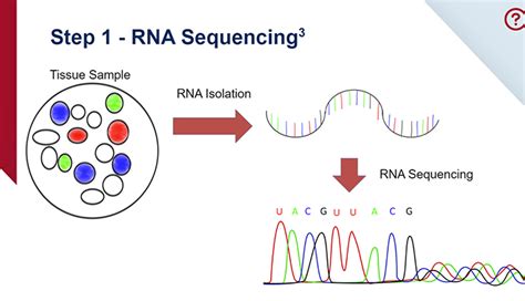 The Importance Of Non Coding RNA E Gallery University Of Nebraska Medical Center