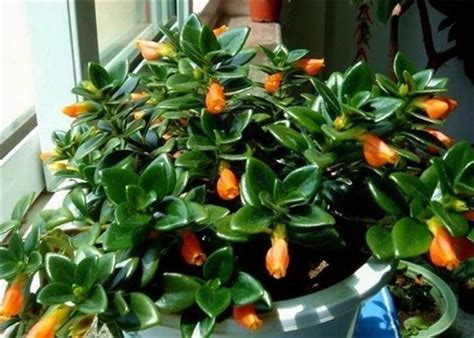 金鱼花怎么养 打顶 季节 大山谷图库