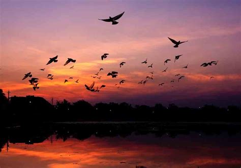 bird migration facts and information a helpful guide