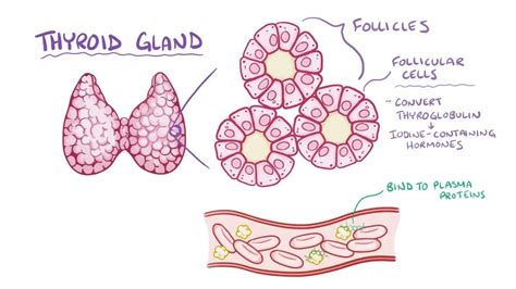 Thyroid Storm Video Anatomy Definition And Function Osmosis