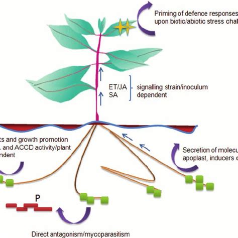 Schematic Representation Of Trichoderma Plant Molecular Signalling And Download Scientific
