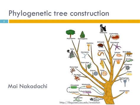 Unlocking The Answers Phylogenetic Tree Pogil Answer Key Revealed